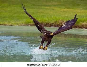 Golden Eagle Catching Fish