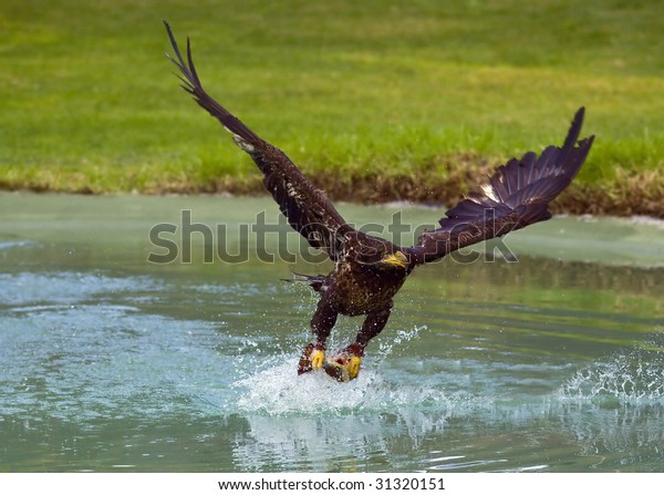 Eagle Catching Fish Stock Photo (Edit Now) 31320151