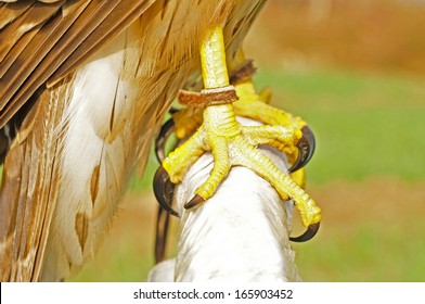1,972 Eagle claw close up Images, Stock Photos & Vectors | Shutterstock