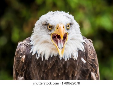573 Eagle screech Images, Stock Photos & Vectors | Shutterstock