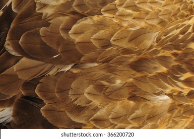 11,052 Eagle feather texture Images, Stock Photos & Vectors | Shutterstock