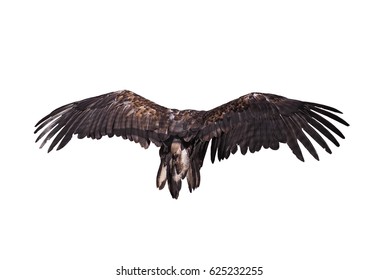 94 Eagle Back View Flying Images, Stock Photos & Vectors | Shutterstock