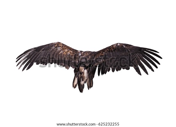 94 Eagle Back View Flying Images, Stock Photos & Vectors | Shutterstock