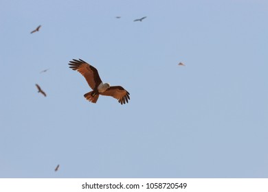 151 Bald eagle flying reflection Images, Stock Photos & Vectors ...
