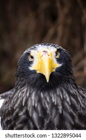 Eagle Front View Stock Photo 1322895044 | Shutterstock