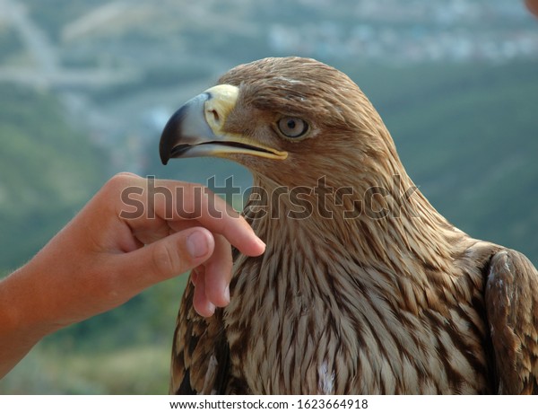 Eagle Head Human Hand Stock Photo 1623664918 | Shutterstock