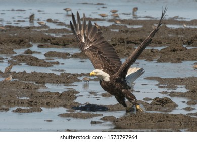 499 Eagle lift Images, Stock Photos & Vectors | Shutterstock