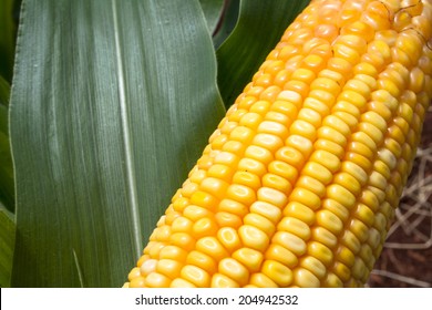 Ear Corn Leaf Stock Photo 204942532 | Shutterstock