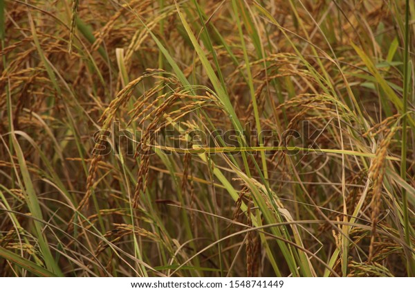 Ear Rice Field Rice Field Conversion Stock Photo 1548741449 | Shutterstock