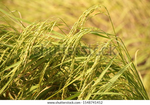 Ear Rice Field Rice Field Conversion Stock Photo 1548741452 | Shutterstock