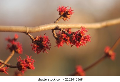 9,203 Maple tree buds Images, Stock Photos & Vectors | Shutterstock