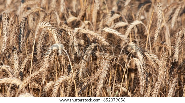 Ears Corn Rye Bending Under Weight Stock Photo 652079056 | Shutterstock