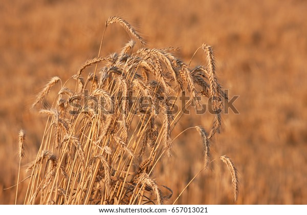 Ears Corn Rye Bending Under Weight Stock Photo 657013021 | Shutterstock