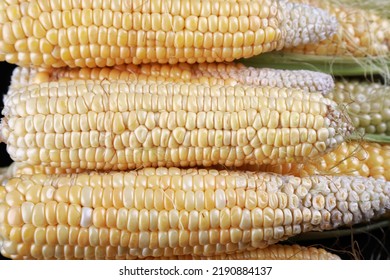 Ears Corn Studio Stock Photo 2190884137 | Shutterstock