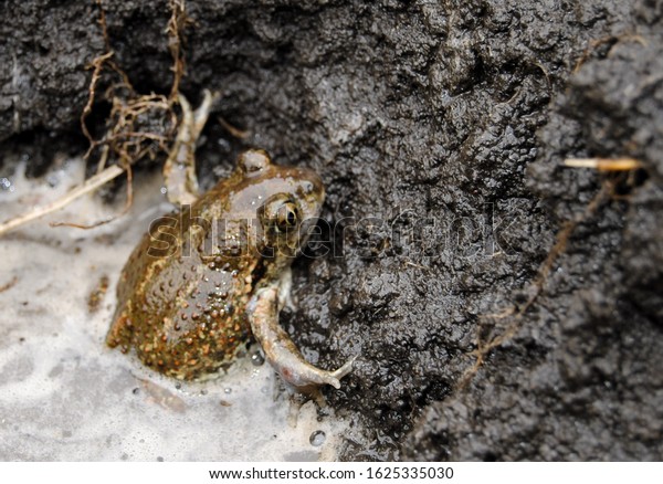 Earthen Gray Frog Mud Puddle Close Stock Photo 1625335030 | Shutterstock