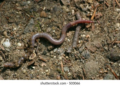 Common Earthworm Lumbricus Terrestris Nightcrawler Stock Photo ...
