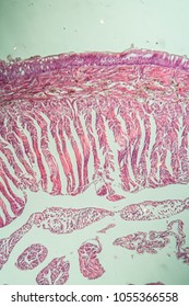 64 Histology Of Earthworm Images, Stock Photos & Vectors | Shutterstock