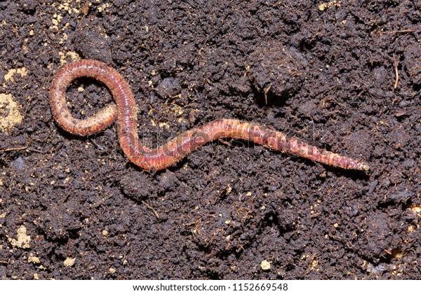 Erdwurm-Dendrobena symbolisch lösliches Unendlichkeitssymbol Stockfoto ...