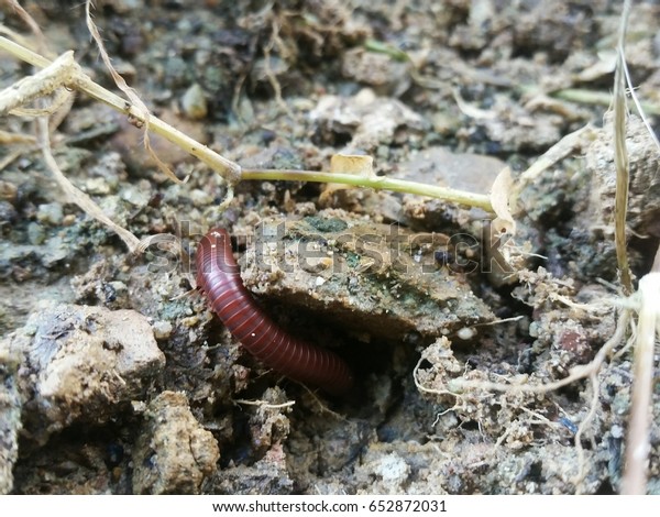 Earthworm Digging Stock Photo 652872031 | Shutterstock