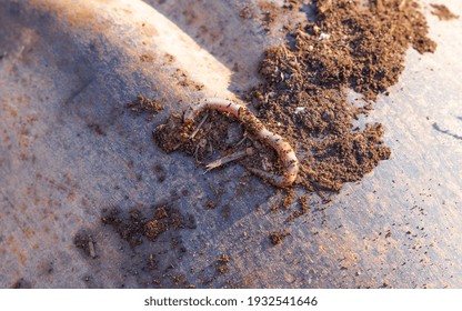 11.730 imagens de Soil worm Imagens, fotos stock e vetores | Shutterstock