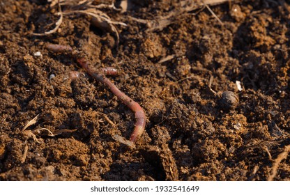 25,882 Spring Worm Images, Stock Photos & Vectors | Shutterstock