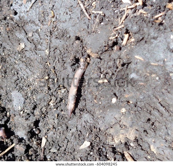 Earthworm Exposed While Digging Hole Garden Stock Photo 604098245 ...