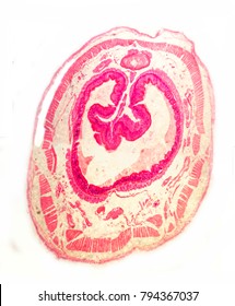 105 Earthworm Cross Section Images, Stock Photos & Vectors | Shutterstock