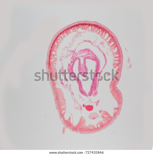 Earthworm Ts Under Microscope Stock Photo 727435846 | Shutterstock