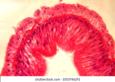64 Histology Of Earthworm Images, Stock Photos & Vectors | Shutterstock