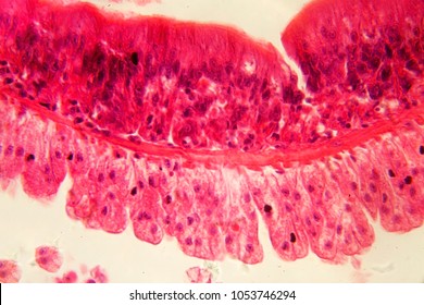 64 Histology Of Earthworm Images, Stock Photos & Vectors | Shutterstock