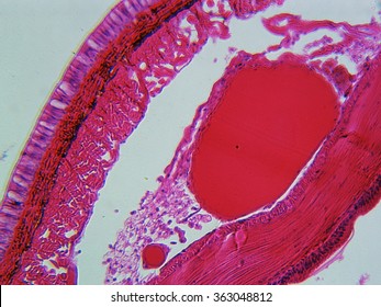64 Histology Of Earthworm Images, Stock Photos & Vectors | Shutterstock