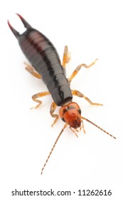 568 Earwig On White Background Images, Stock Photos & Vectors ...