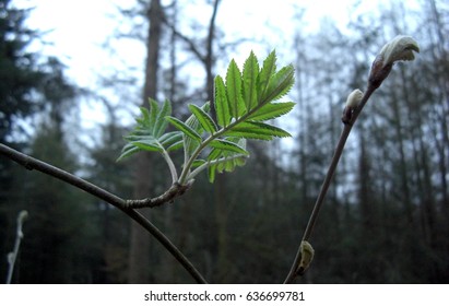 47 Eary Forest Images, Stock Photos & Vectors | Shutterstock