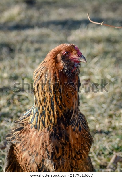 Easter Egger Chicken Necked Stretched Out Stock Photo 2199513689 ...