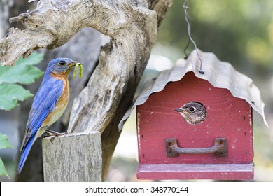 714 Eastern bluebird nest Images, Stock Photos & Vectors | Shutterstock