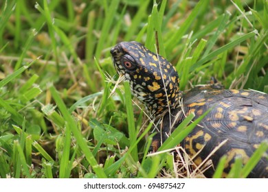 Free Stock Photo of Eastern Box Turtle on Hard Surface | Download Free ...