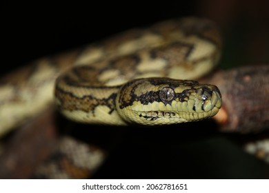 145 Carpet viper Images, Stock Photos & Vectors | Shutterstock