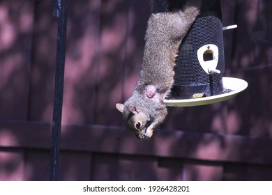 60 Botfly larva Images, Stock Photos & Vectors | Shutterstock
