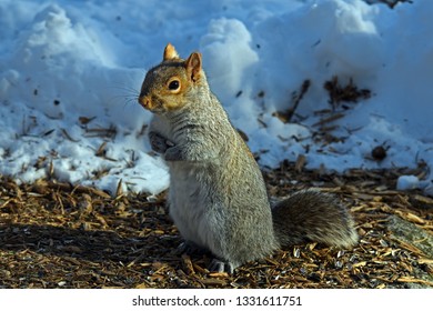 307 Squirrel hug Stock Photos, Images & Photography | Shutterstock