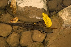 Hellbender Images, Illustrations & Vectors (Free) - Bigstock