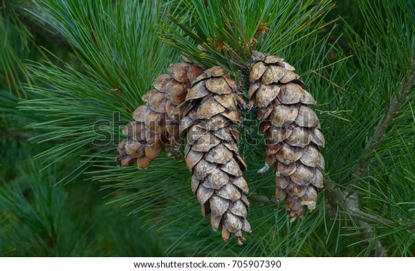 Eastern White Pine Dry Open Cones Stock Photo (Edit Now) 705907390