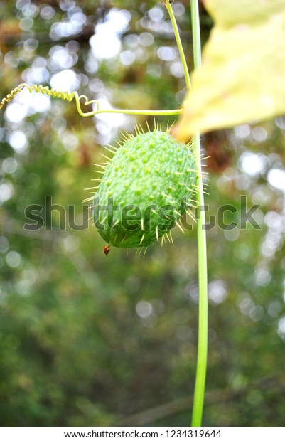 Ecballium Elaterium Squirting Cucumber Exploding Cucumber Stock Photo ...
