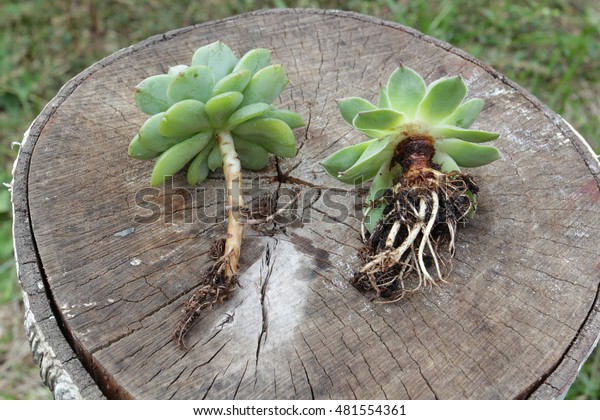Echeveria and Sempervivum. Visible differences in root system of two ... Echeveria and Sempervivum. Visible differences in root system of two ...
