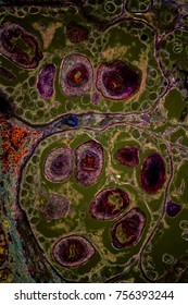 Echinococcus Liver Fluke Under Microscope Stock Photo 756393244 ...