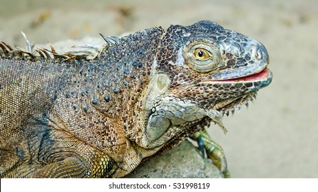 Echse Stock Photos, Images & Photography | Shutterstock
