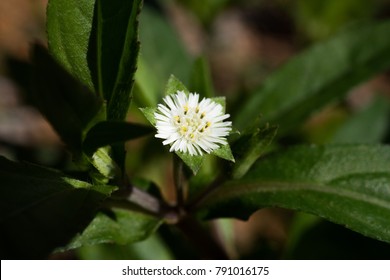 Eclipta Prostrata False Daisy Stems Leaves Stock Photo 791016175 ...