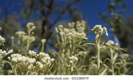 982 Edelweiss field Stock Photos, Images & Photography | Shutterstock