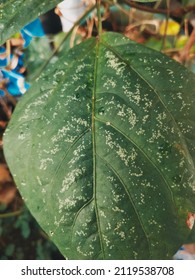 219 Edema Leaves Images, Stock Photos & Vectors | Shutterstock