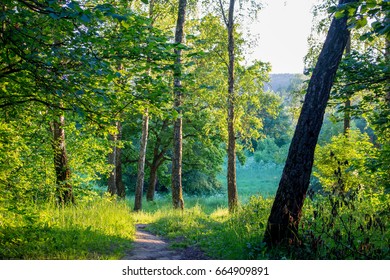 Edge Forest Sunset Stock Photo 664909891 | Shutterstock