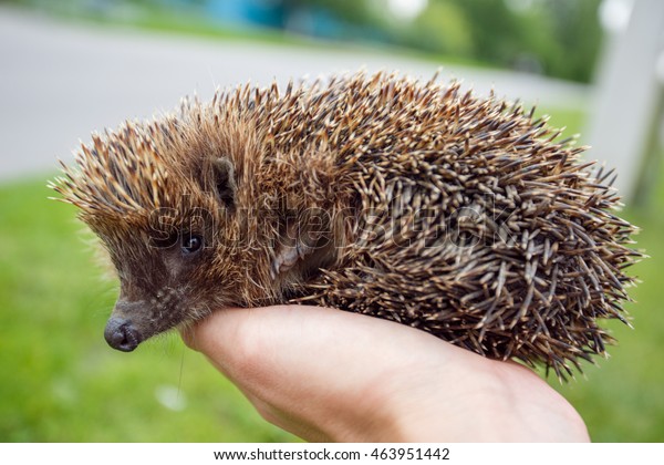Edgehog Stock Photo (Edit Now) 463951442